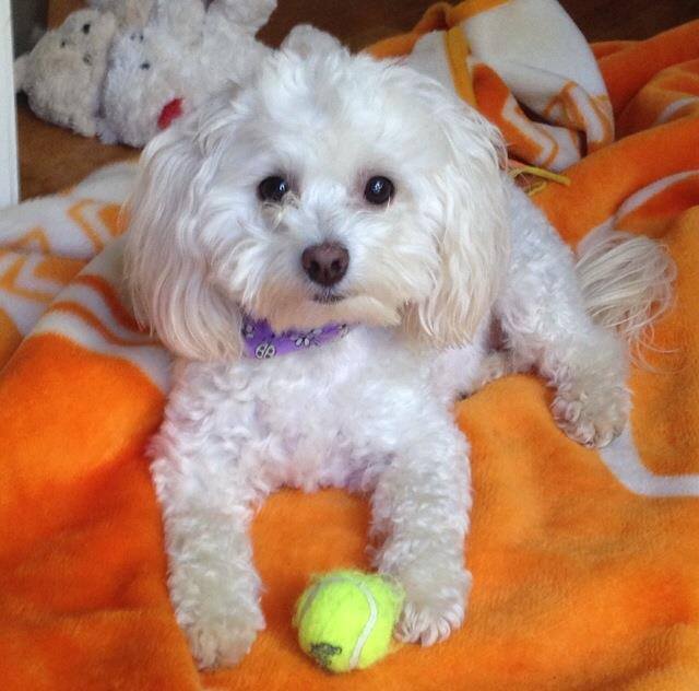 Sassy: Previous Puppies - Sherrys Maltipoos