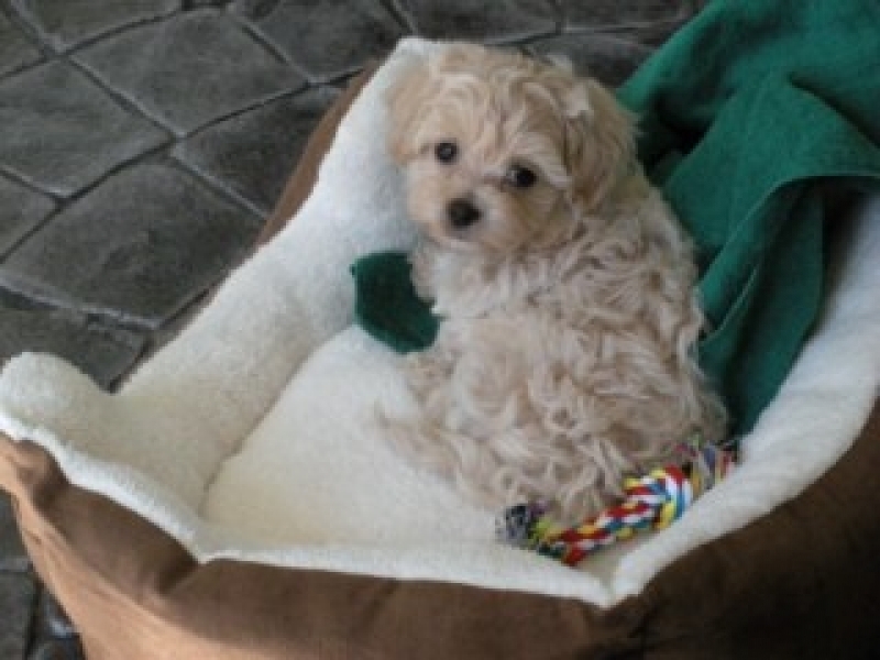 Sassy: Previous Puppies - Sherrys Maltipoos